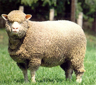 The 17 Benefits Of Merino Wool For Outdoor Clothing
